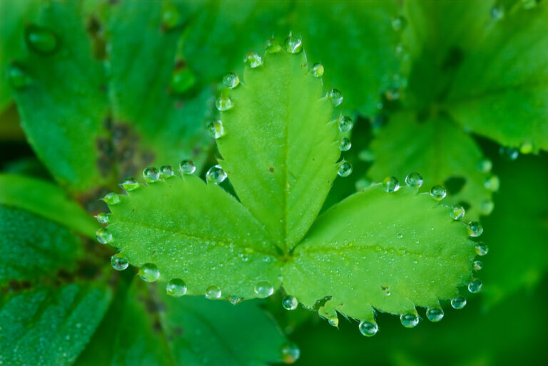 Exploring Guttation: The Fascinating Phenomenon of Plant Sap Exudation ...