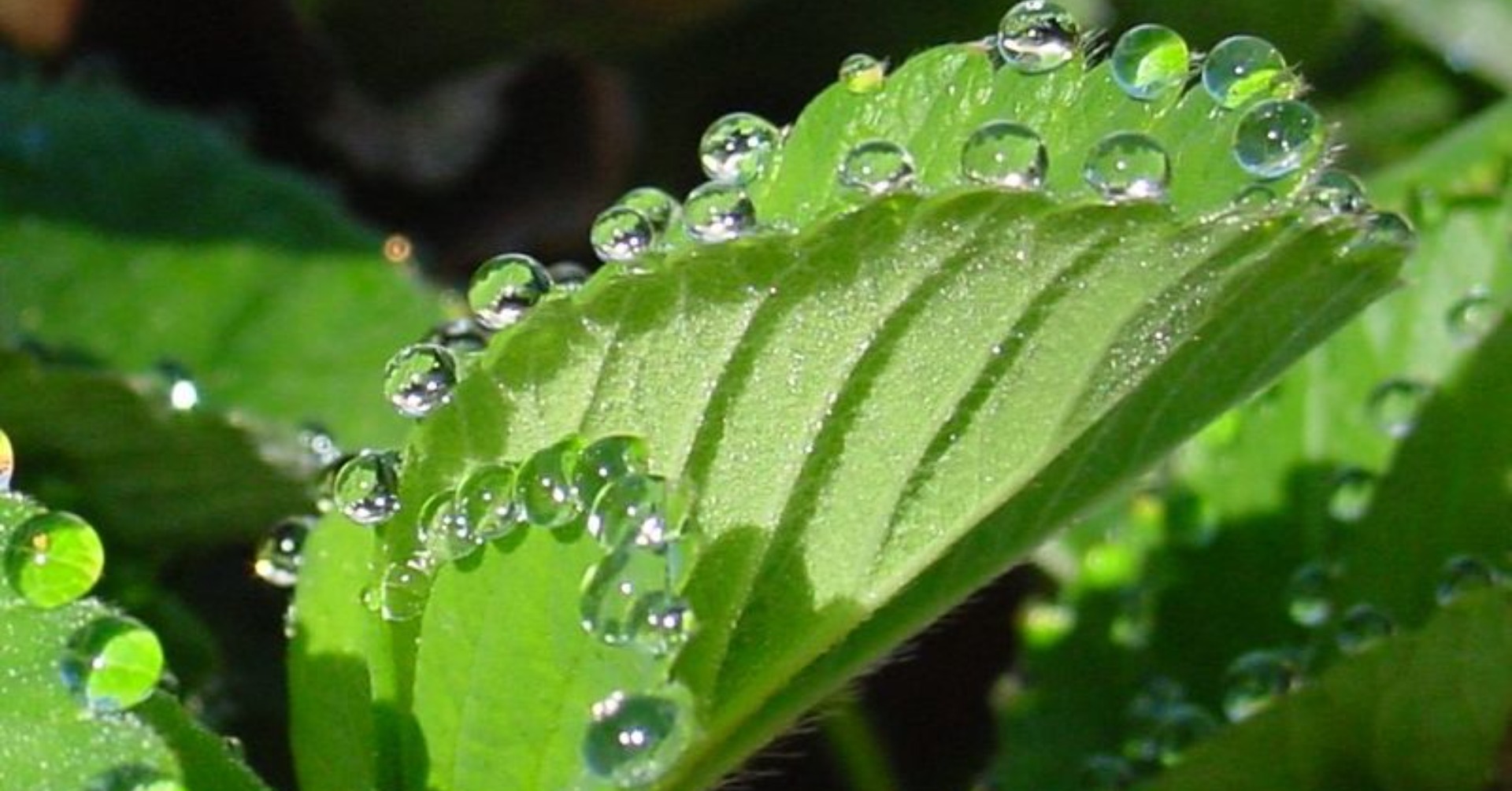 Exploring Guttation: The Fascinating Phenomenon of Plant Sap Exudation ...