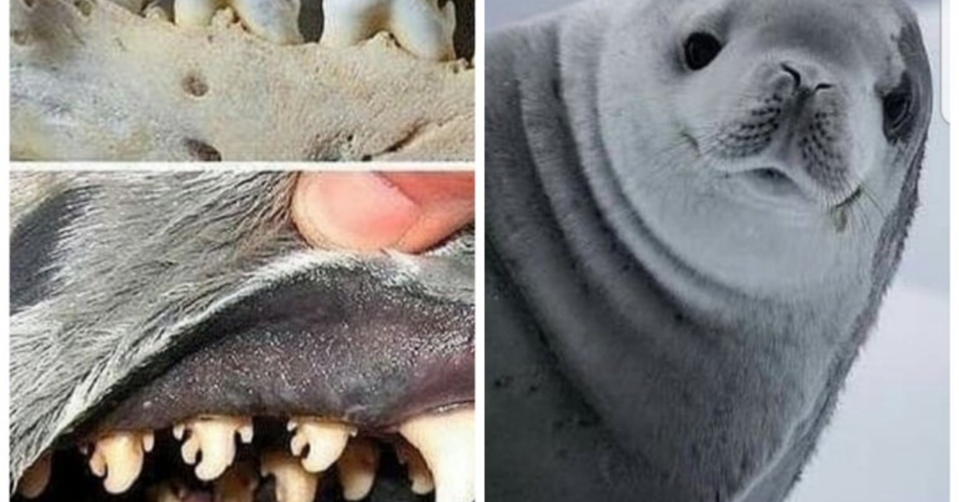 The Misnamed Crabeater Seal: Specialist Predator of Antarctic Krill ...