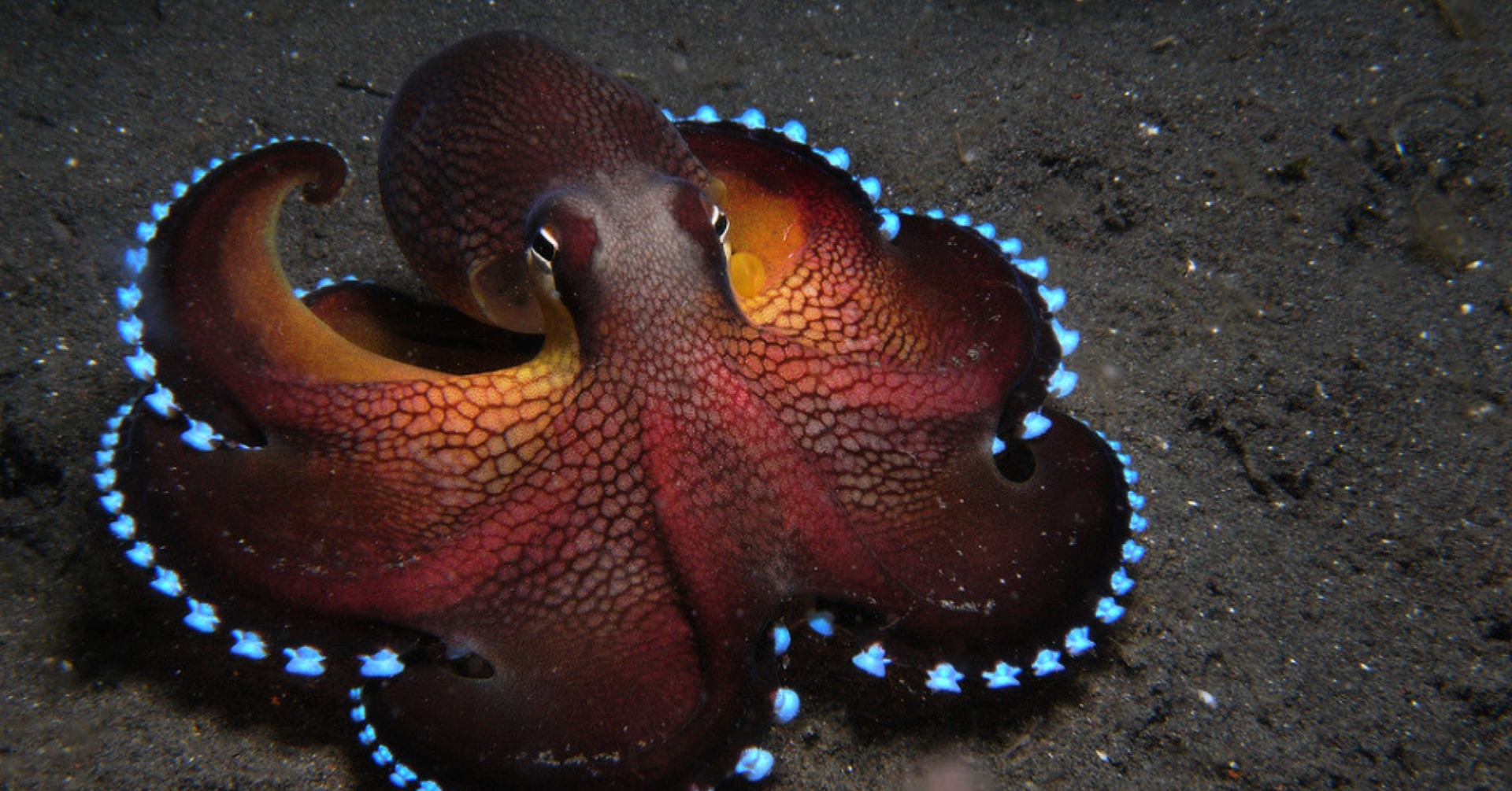 The Fascinating Octopus Marginatus: Master of Camouflage and ...