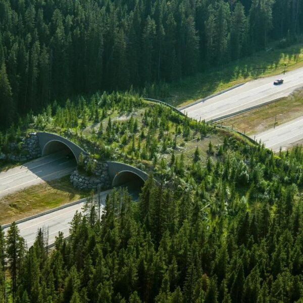 Wildlife Crossings: A Vital Solution for Highway Safety and ...
