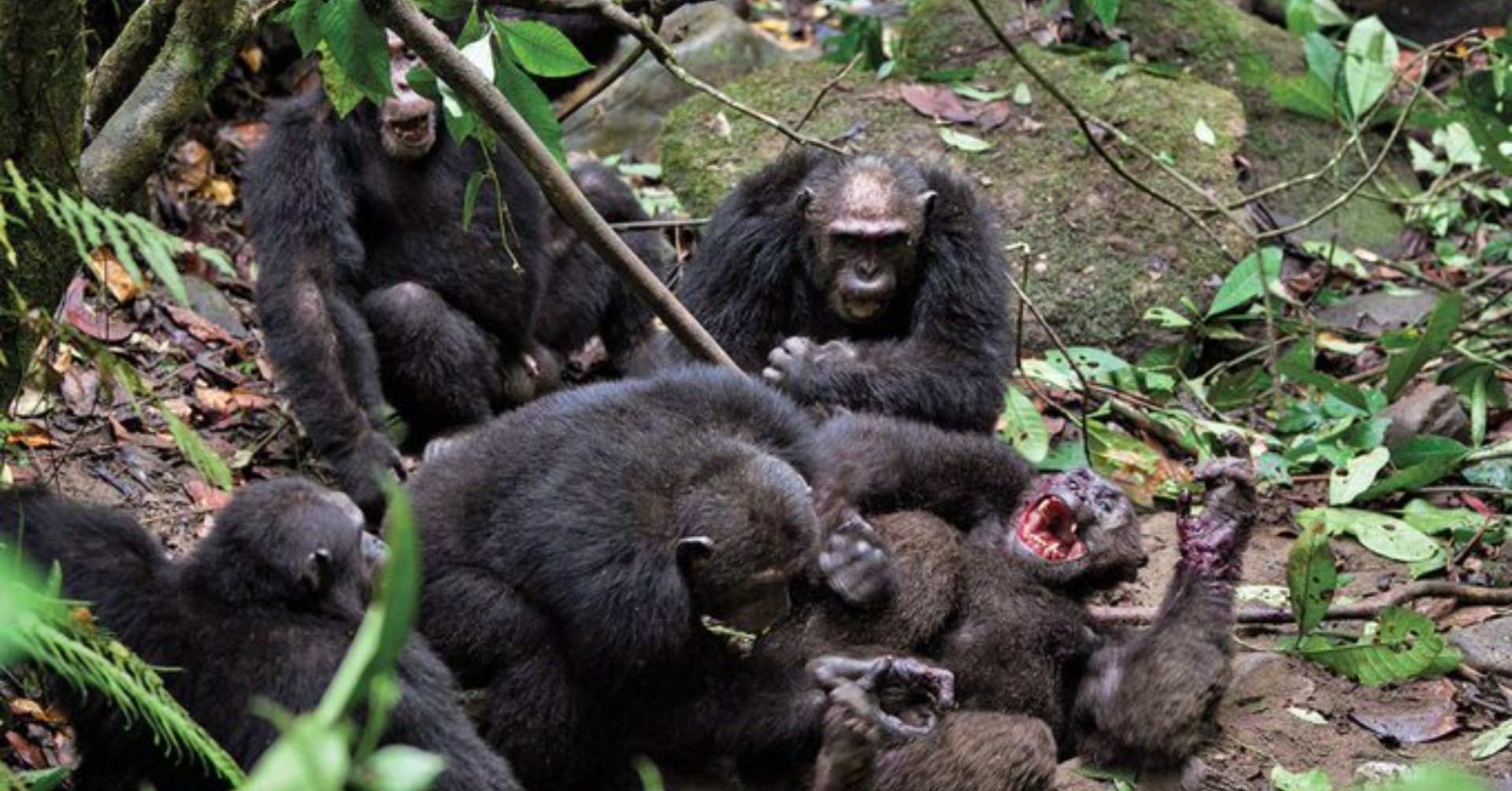 The Gombe Chimpanzee War: A Unique and Eye-Opening Example of Animal ...