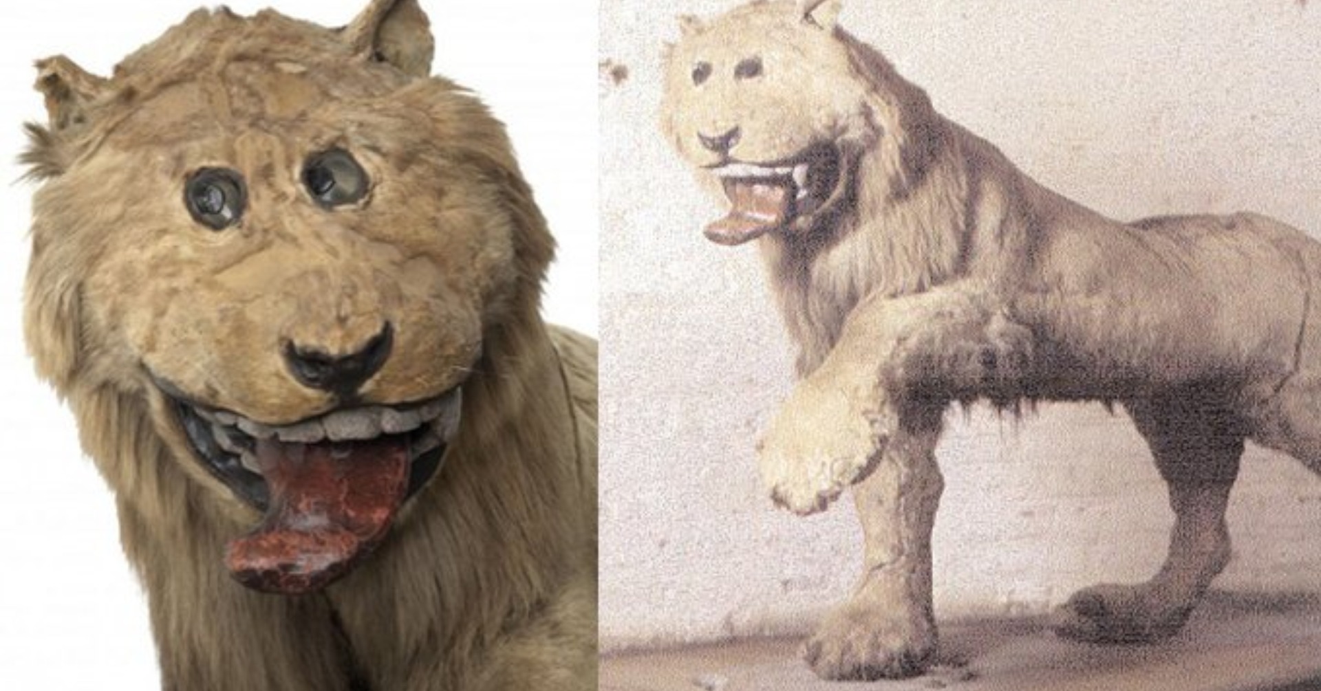 The Lion Of Gripsholm Castle A Taxidermy Disaster Turned Internet