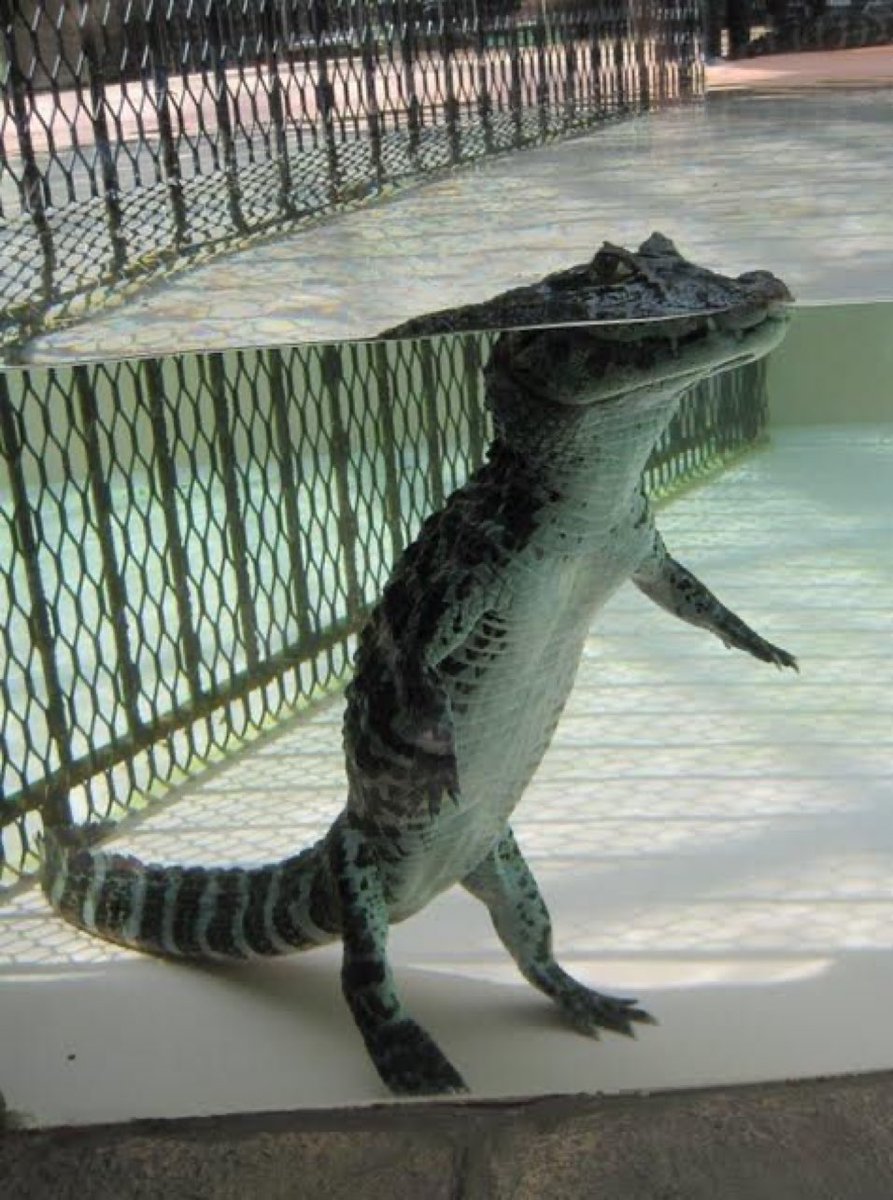 Did You Know? Alligators Actually Walk On Their Two Legs In Water ...