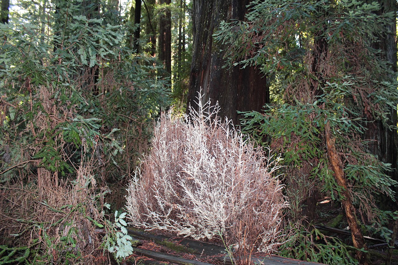 The Fascinating Story of the Albino Redwood: Surviving Without ...