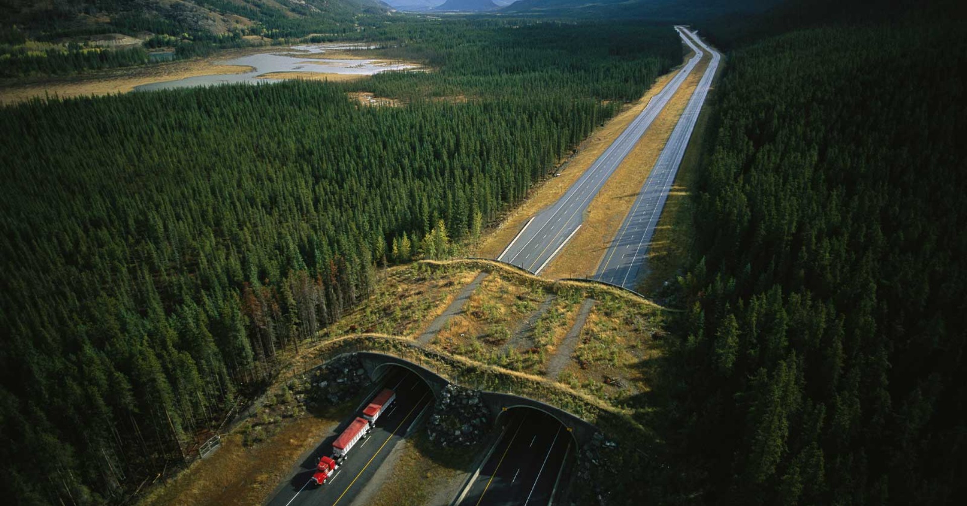 Wildlife Crossings: A Vital Solution for Highway Safety and ...