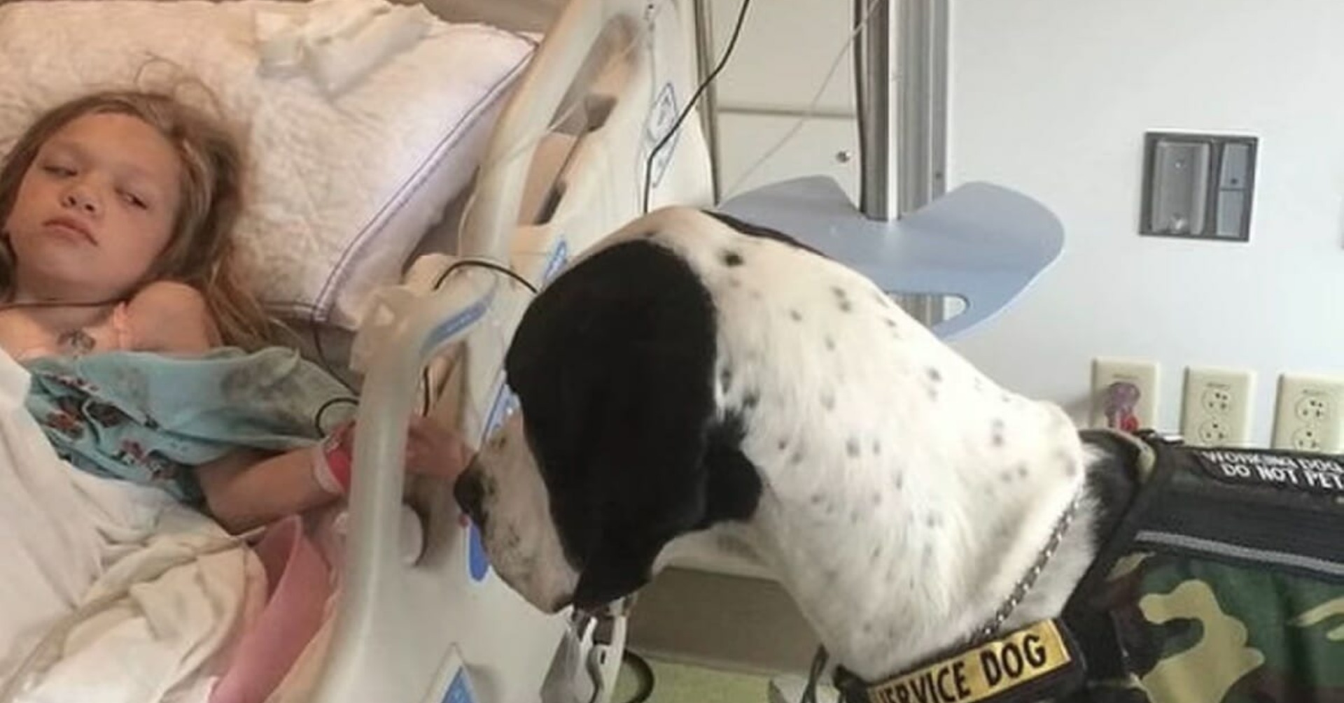Giant dog George given “Dog’s Best Day” after helping girl walk again ...