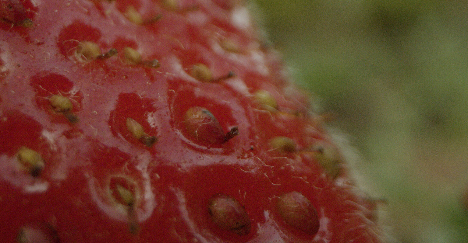 Video Of Strawberry Under A Microscope Is Here To Ruin Your Day - Hasan ...