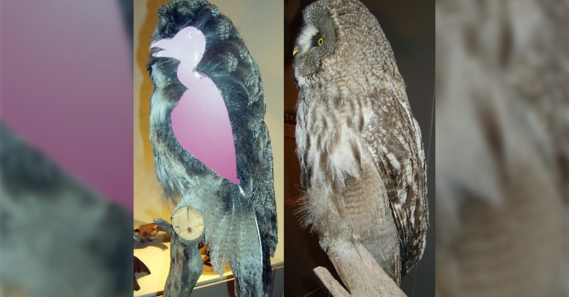 The Remarkable Plumage of the Great Grey Owl: Insights into Owl Anatomy ...