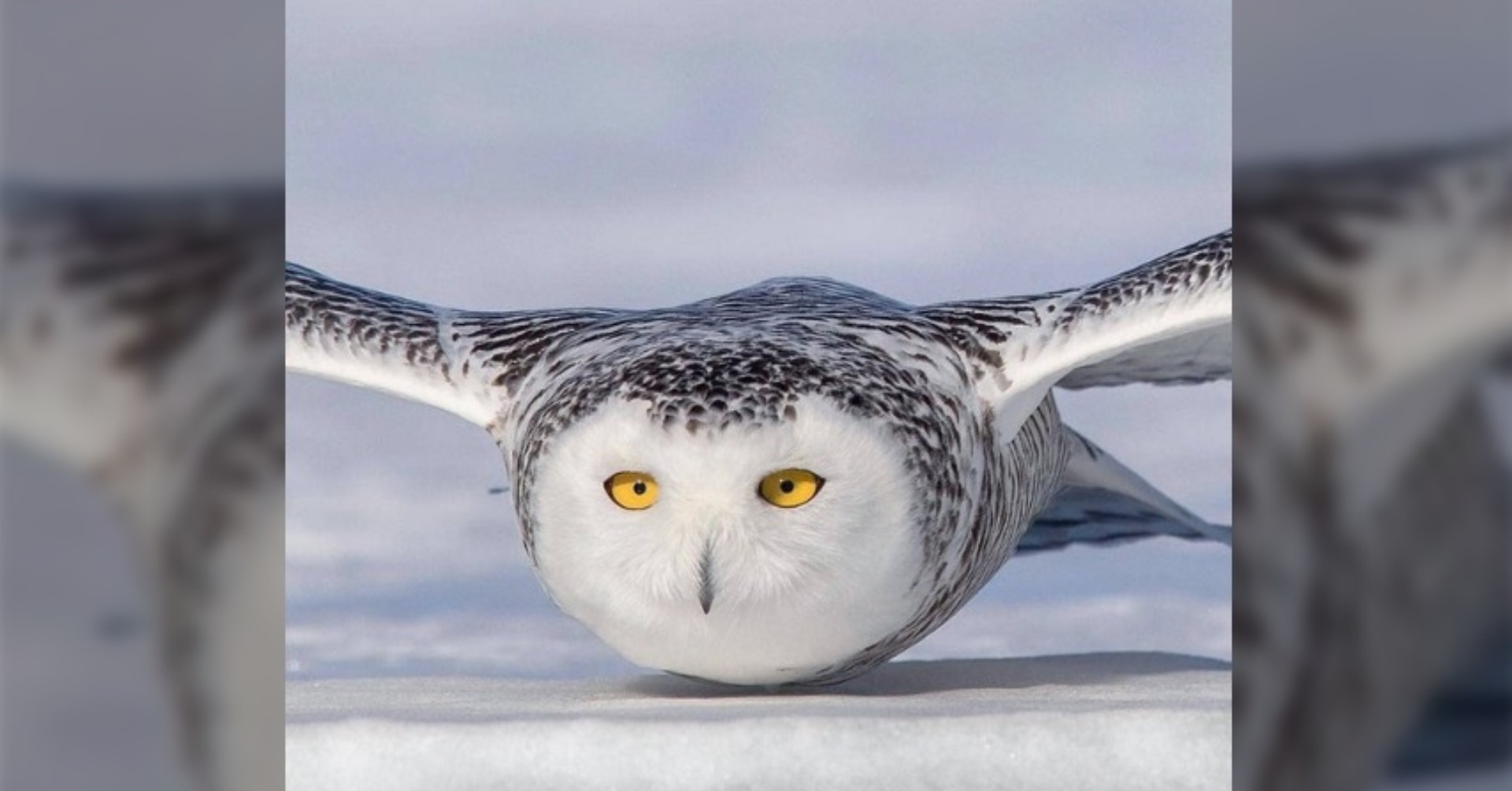 Capturing the Grace of the Snowy Owl: A Photographer’s Story - Hasan Jasim