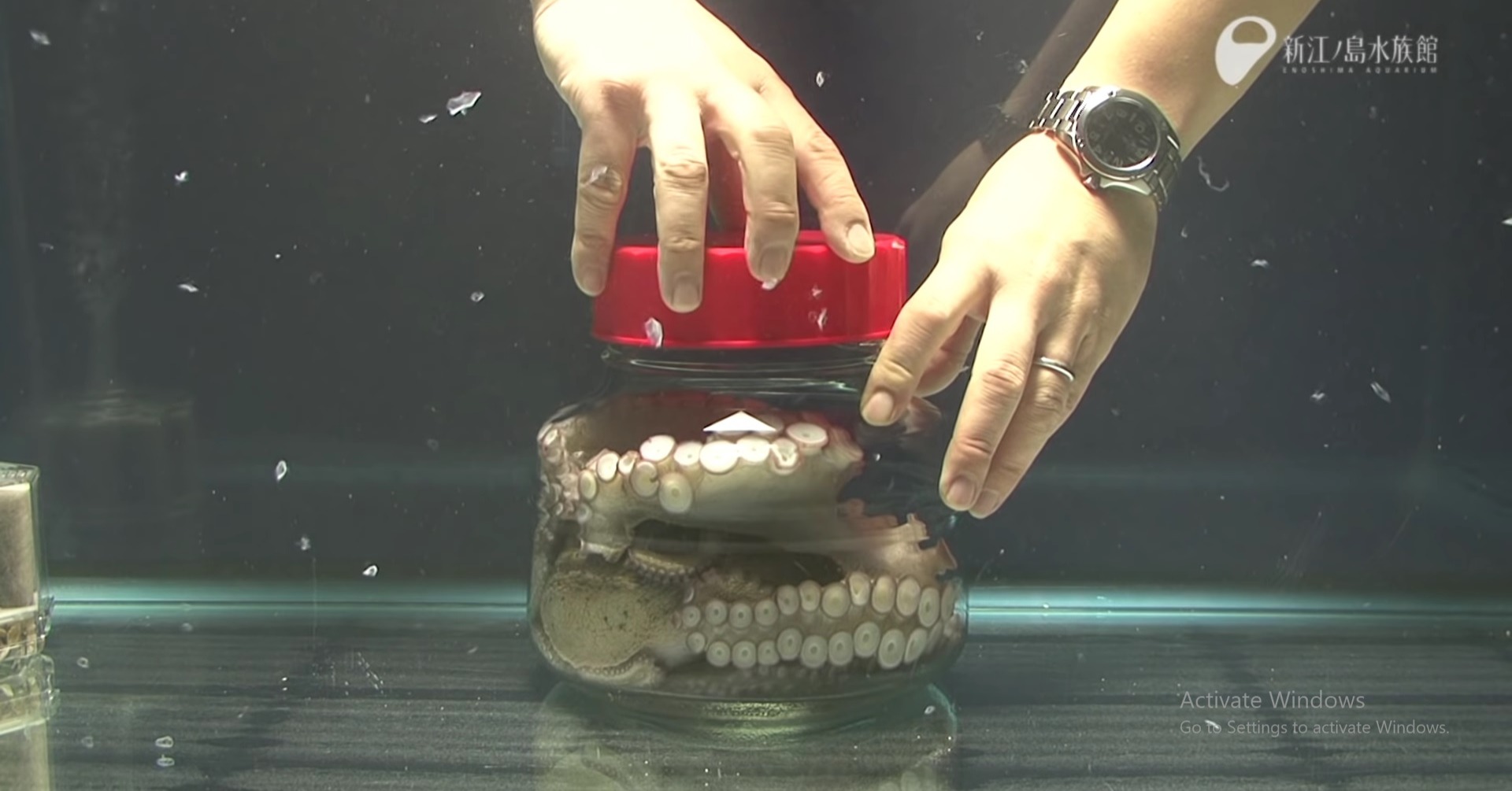 The Intelligence of Cephalopods: Solving Complex Problems with Ease ...