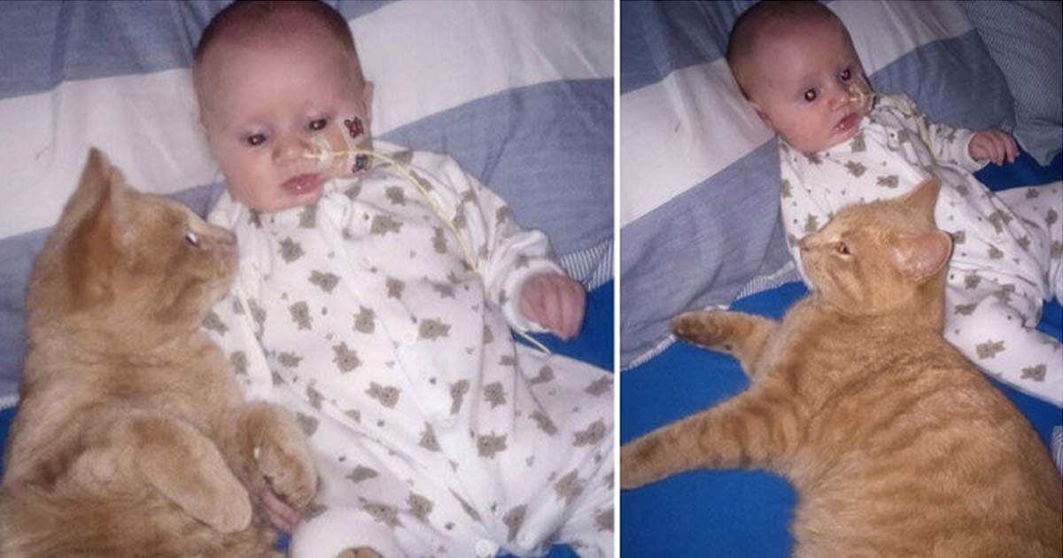 The baby is born with a fatal heart defect – then the cat refuses to ...