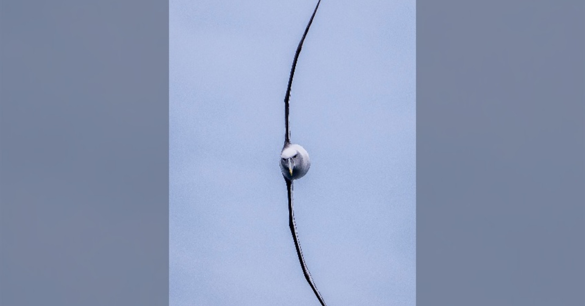 Capturing the Beauty of Dynamic Soaring: Photographer Ash Thomson’s ...