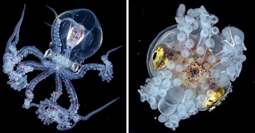 Unveiling the Ocean’s Ghost: A Transparent Wunderpus Octopus Captured ...