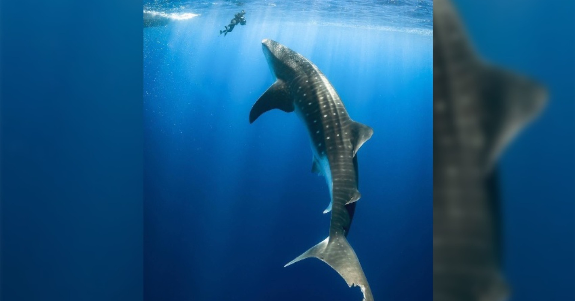 The Majesty of Whale Sharks: A Call to Protect these Magnificent ...