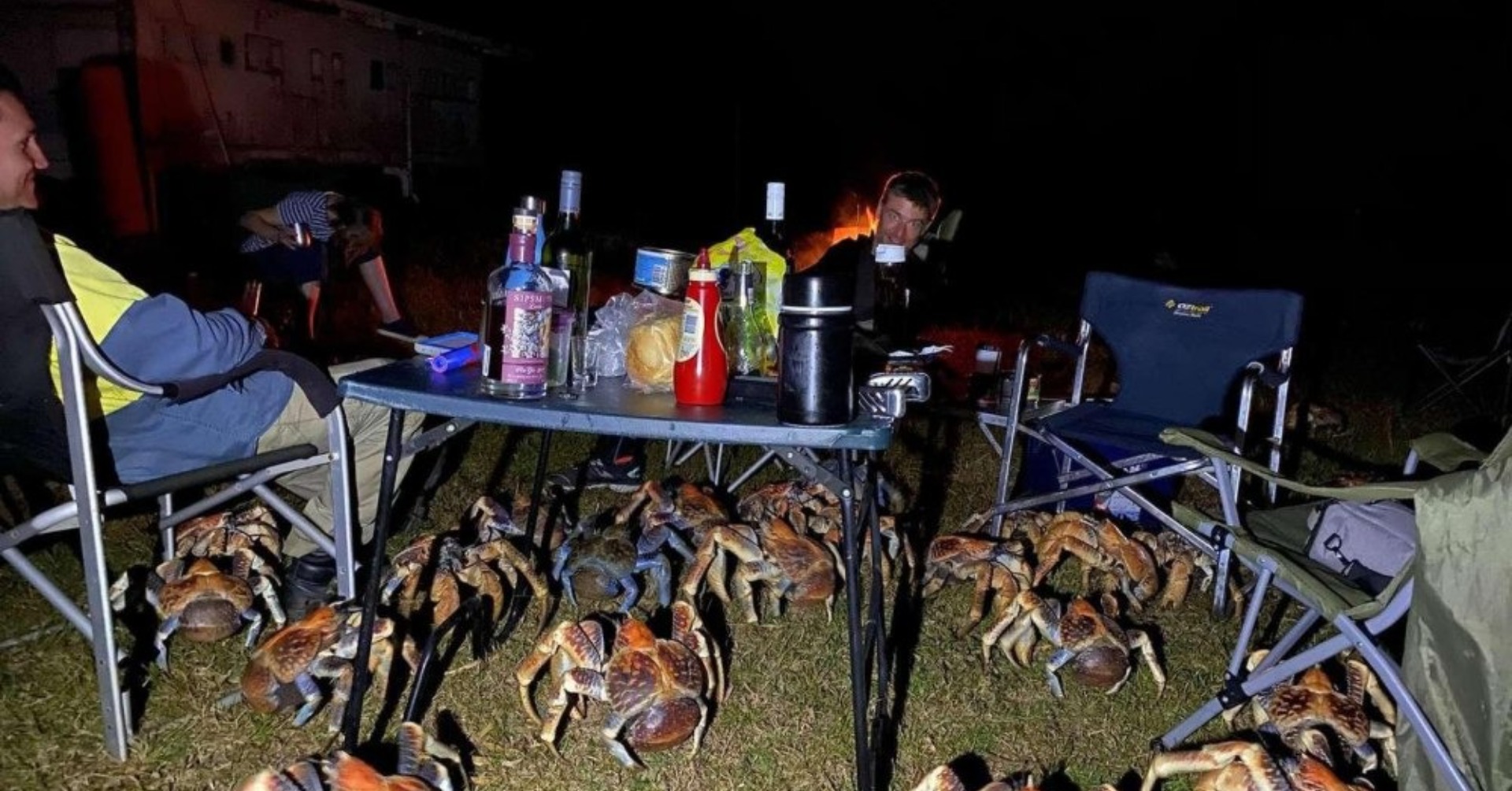 Coconut Crabs: Attracted to Food and Capable of Surprising Feats ...