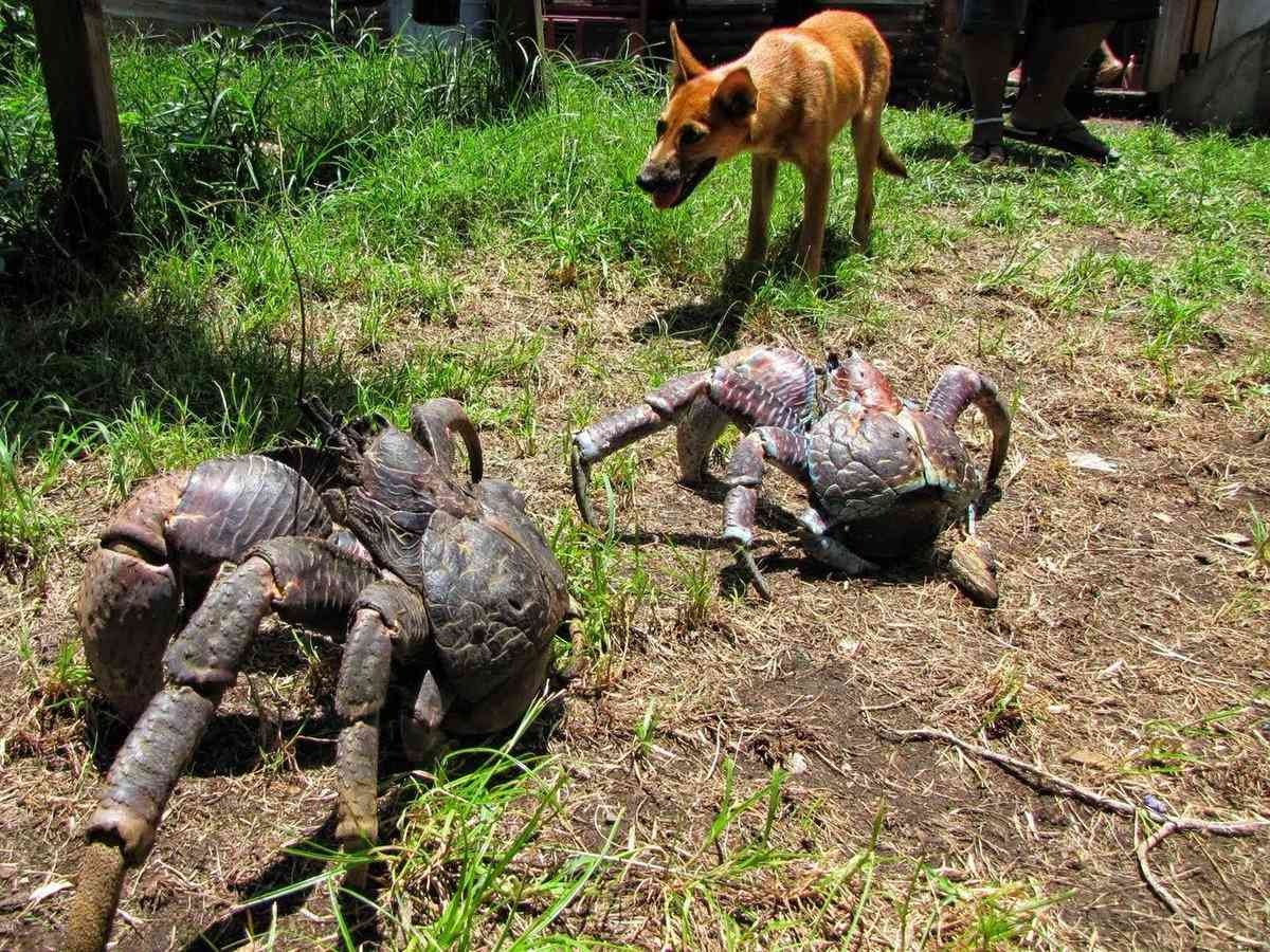 Coconut Crabs: Attracted to Food and Capable of Surprising Feats ...