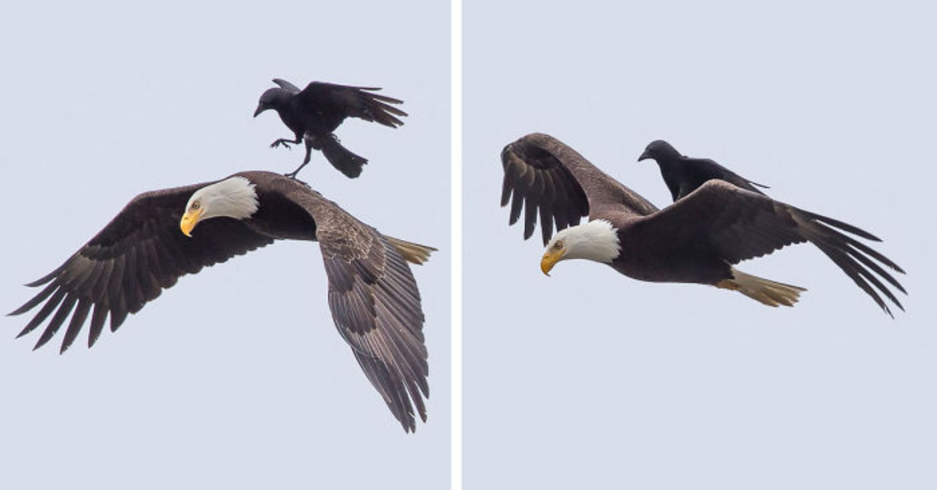 Crow Takes Mid-Flight Rest on Bald Eagle’s Back in Rare Encounter ...