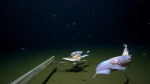 New Record Set: Deepest Fish Ever Caught on Camera at 8,330 Meters in ...