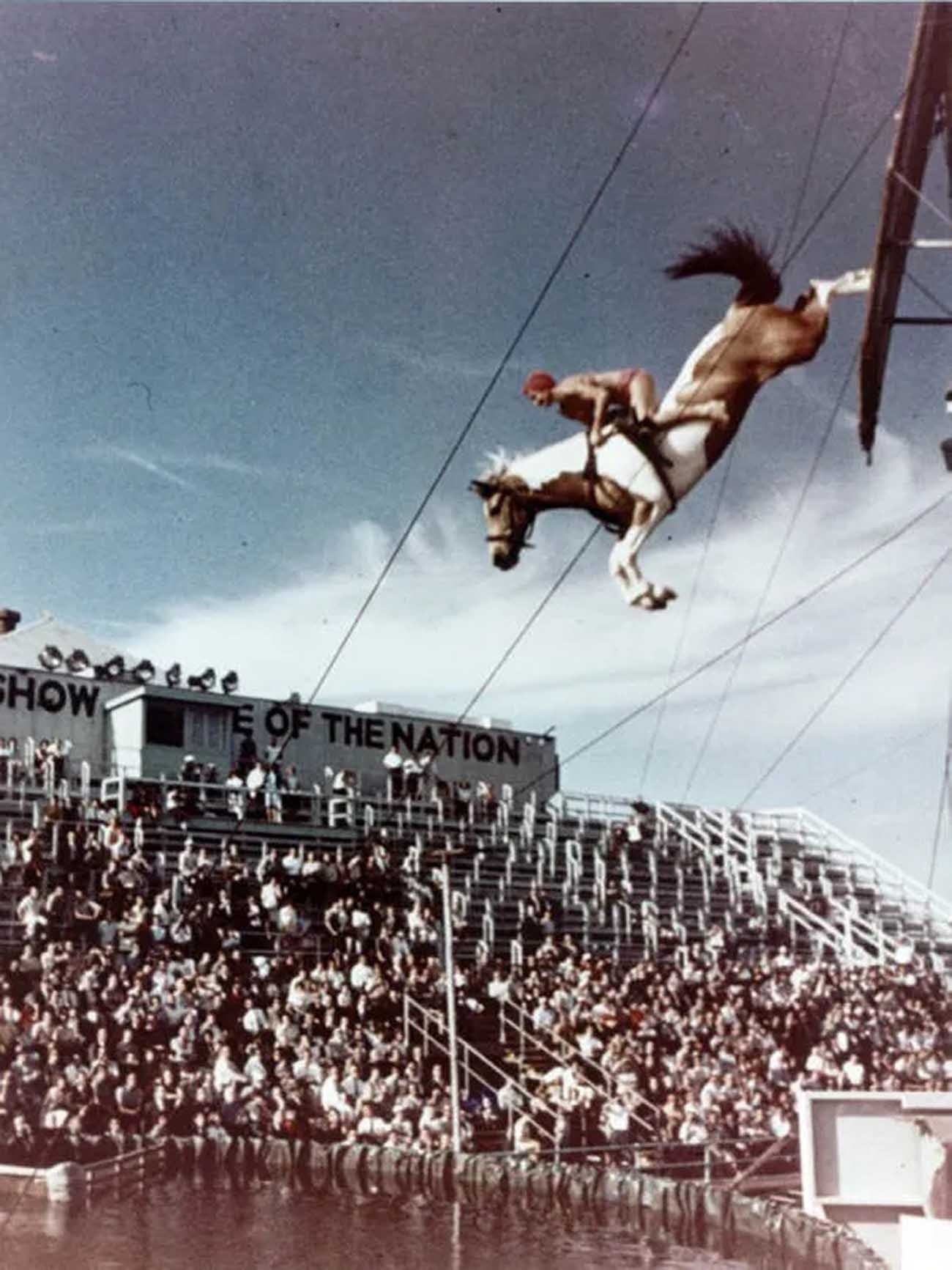 The Diving Horse: A Dangerous and Controversial Stunt Show - Hasan Jasim