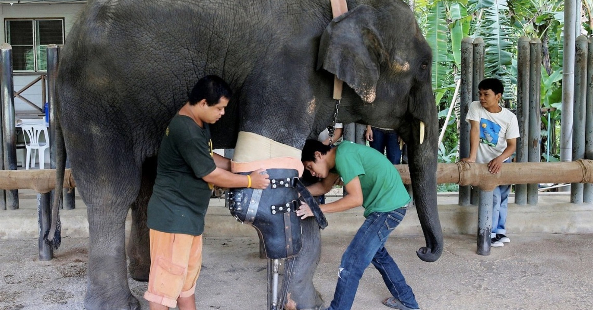 From Tragedy to Triumph: The Inspiring Story of Mosha the Elephant and ...