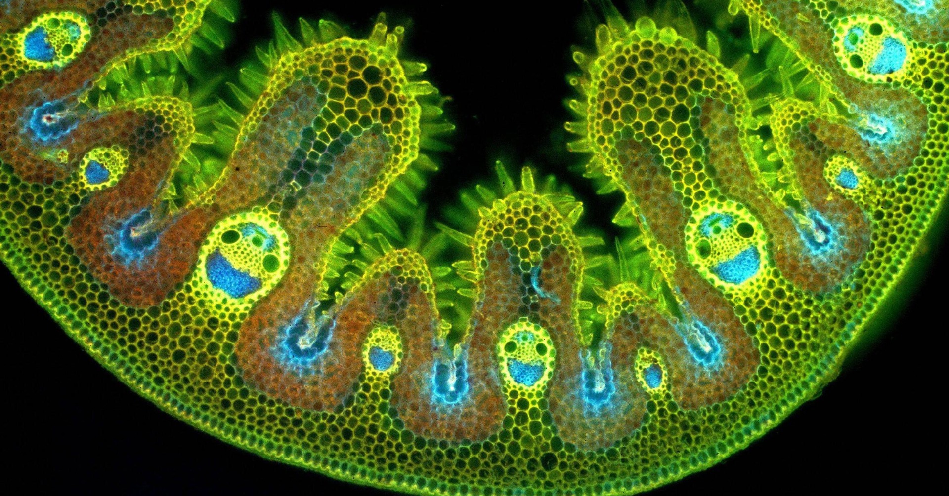 Smiling Faces of Survival: A Microscopic Look at the Leaf Structure of ...