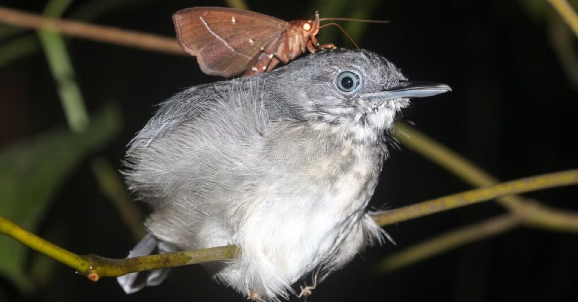These Moths Drink the Tears of Sleeping Birds: A Rare and Bizarre ...