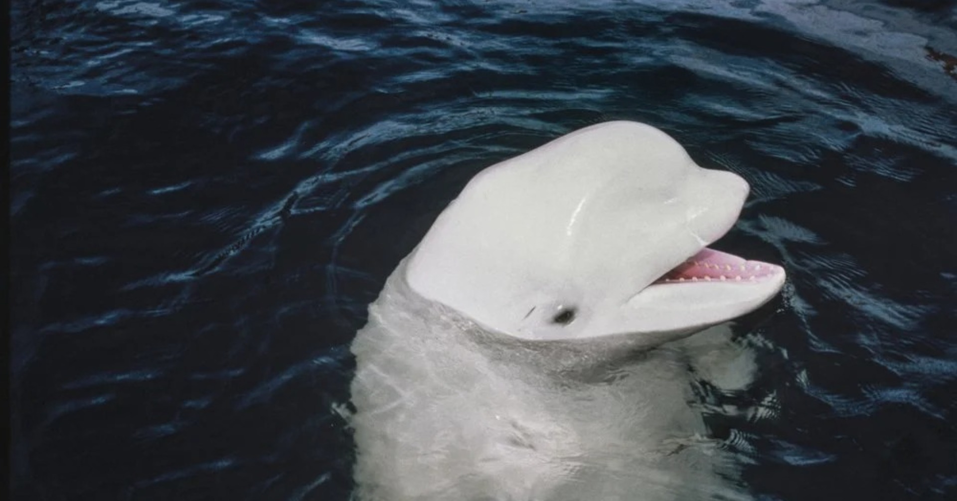 The Spectral Outpourings of a Beluga Whale: Noc’s Attempt to Bridge the ...