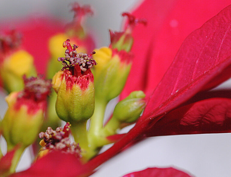 The Curious Reproductive Structures of Poinsettia Flowers - Hasan Jasim