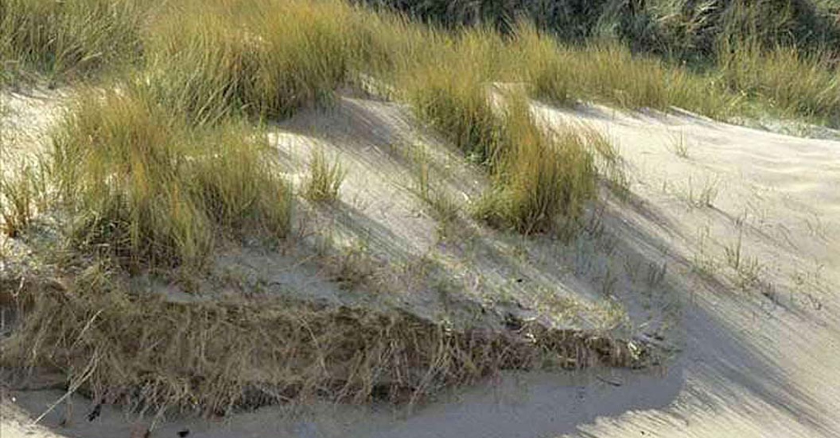 Smiling Faces of Survival: A Microscopic Look at the Leaf Structure of ...