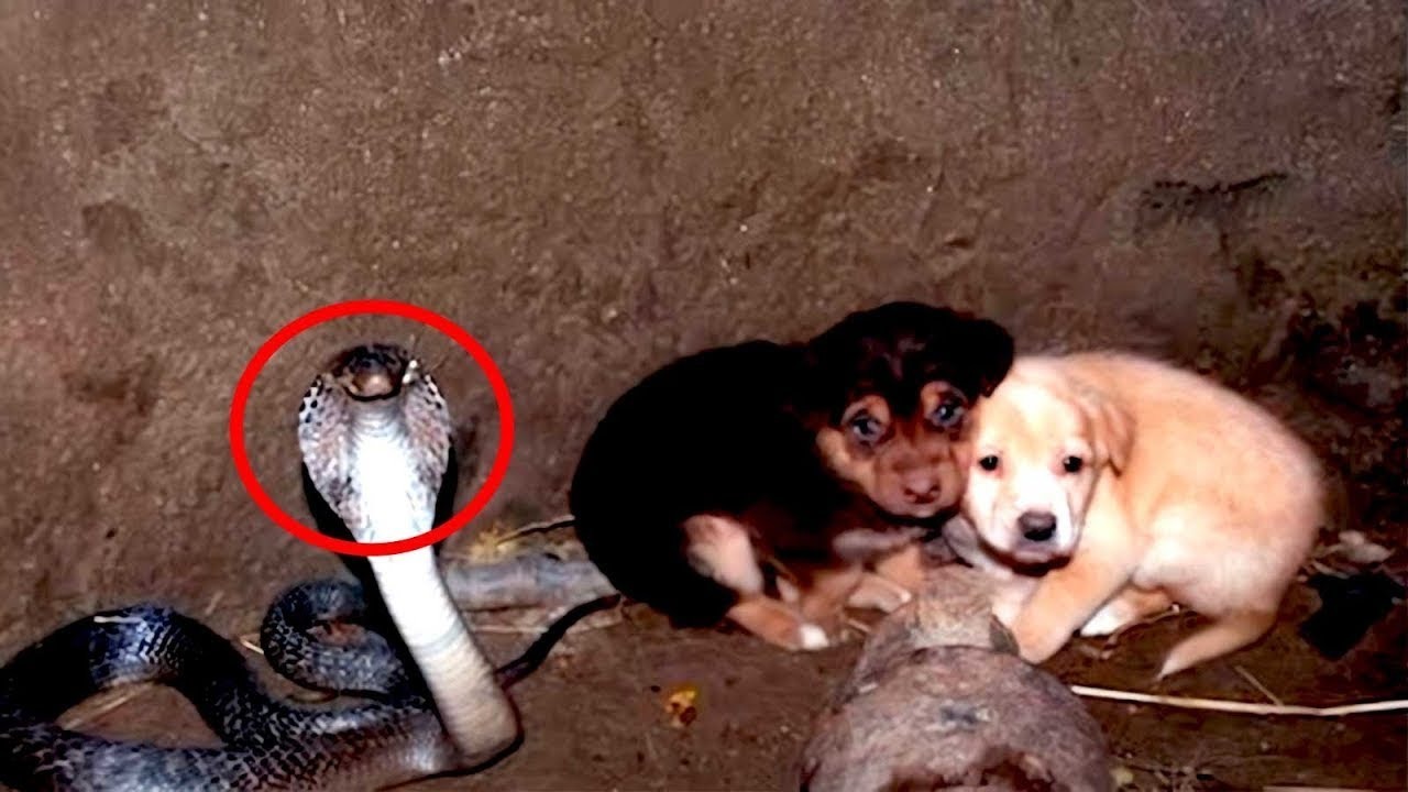 2 puppies fall into pit with a cobra – 48 hours later animal heroes are ...