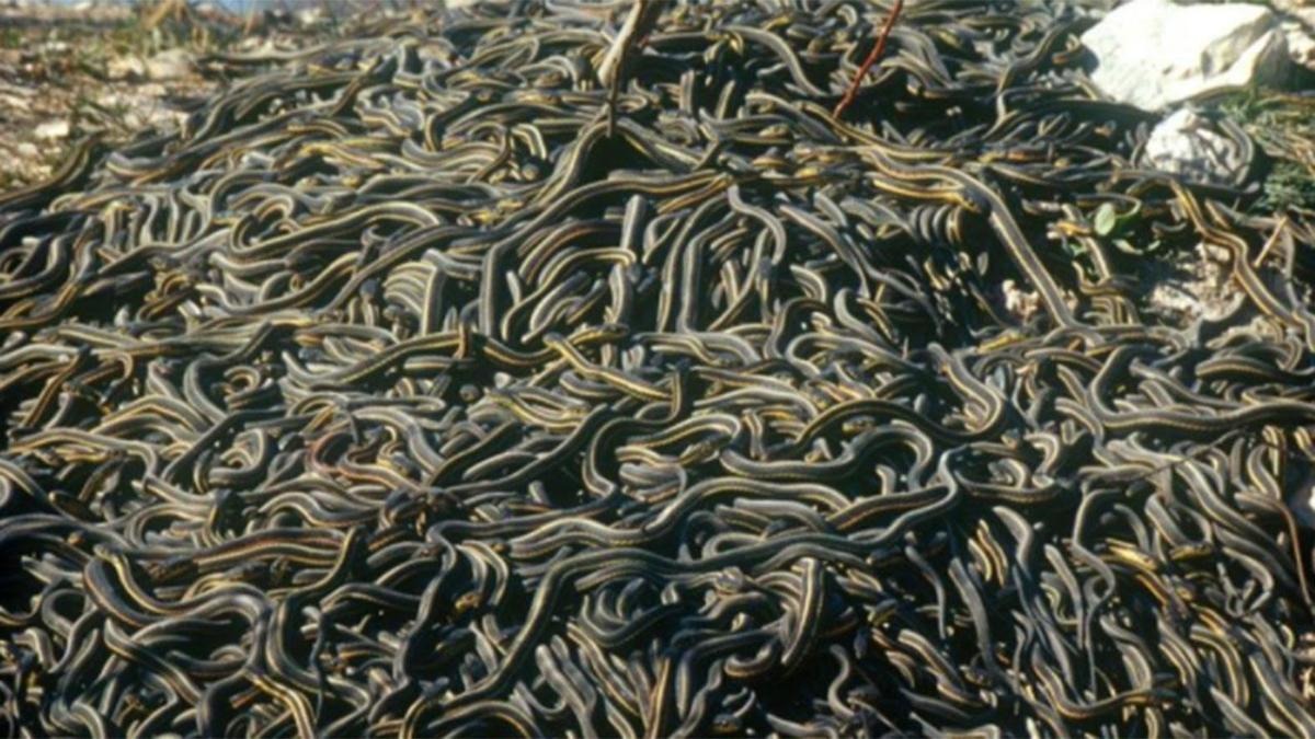Tens of Thousands of Garter Snakes Emerge from Hibernation for Rare ...