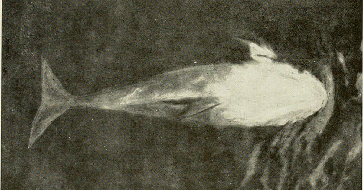 The Legend of Pelorus Jack: The Story of a Dolphin Who Captivated New ...