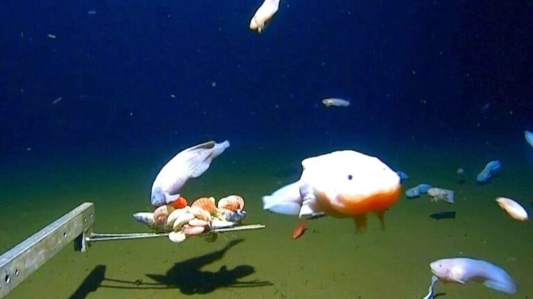 New Record Set: Deepest Fish Ever Caught on Camera at 8,330 Meters in ...