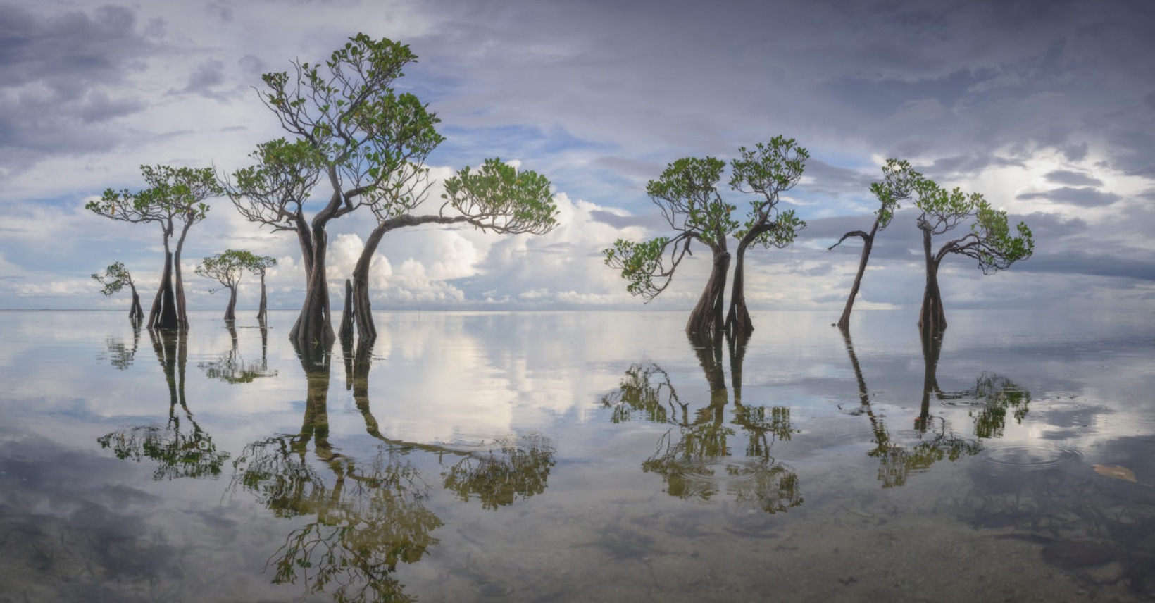 The Hypnotic Beauty and Importance of Sumba Island’s Dancing Mangrove ...