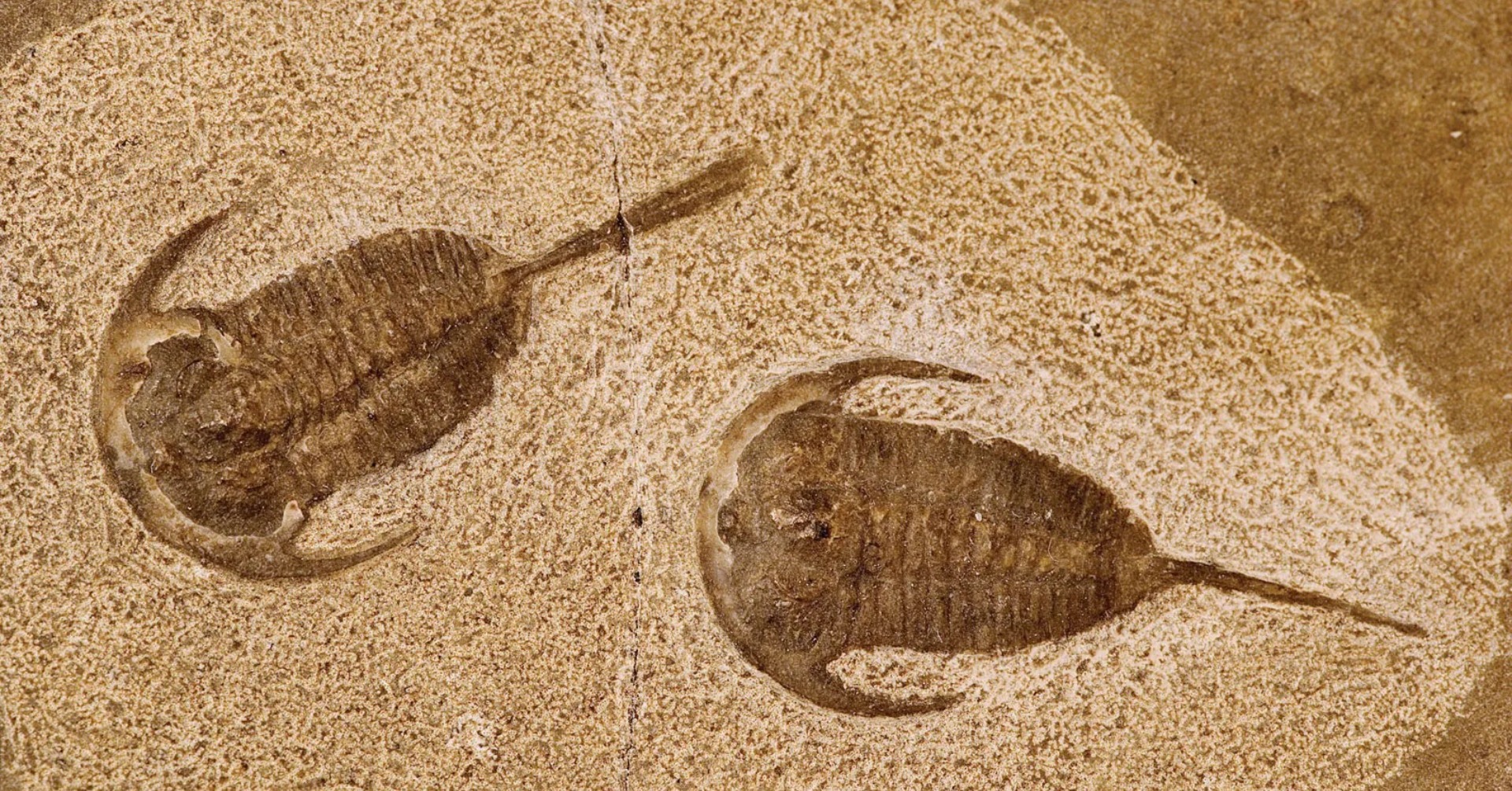 Trilobites: Ancient Marine Creatures that Dominated the Seas - Hasan Jasim