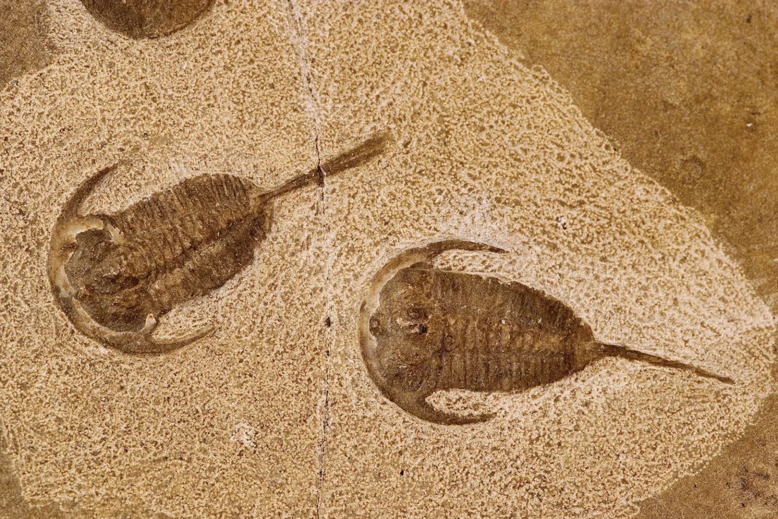 Trilobites: Ancient Marine Creatures that Dominated the Seas - Hasan Jasim