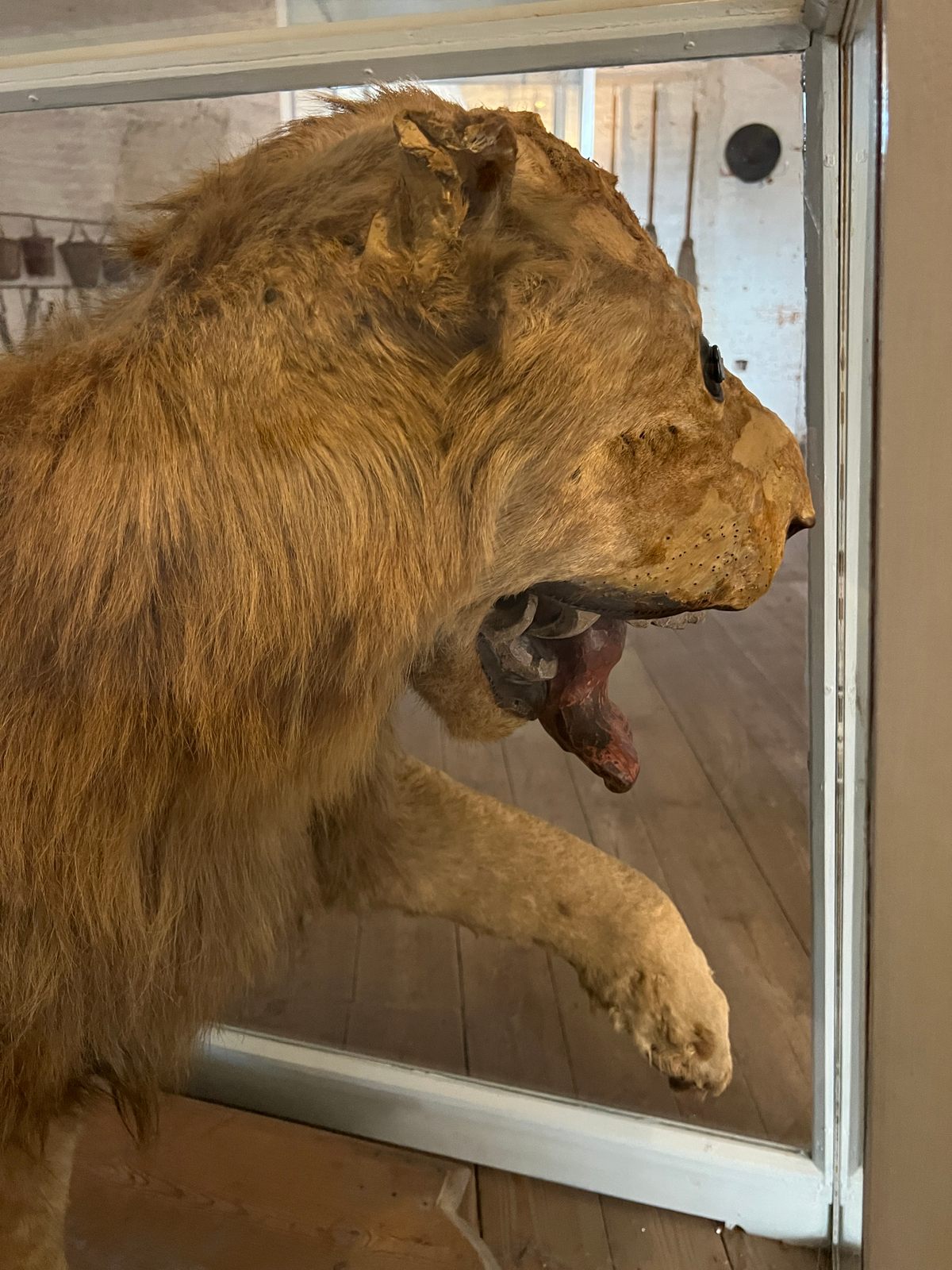 The Lion of Gripsholm Castle: A Taxidermy Disaster Turned Internet ...