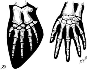 Whales Have Arm, Wrist, and Finger Bones in Their Front Fins - Hasan Jasim