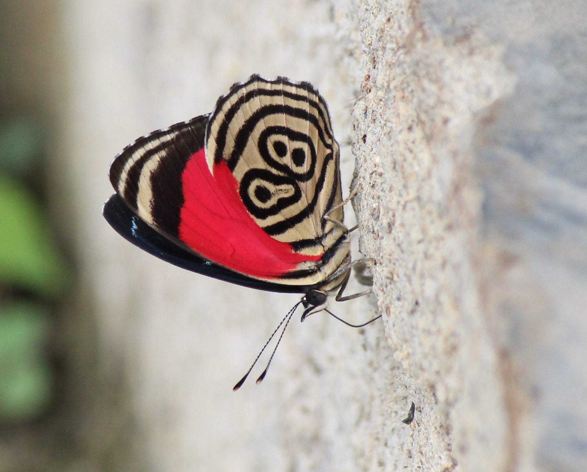 The Symbolic Meaning Behind the Name of the Diaethria ‘Eighty-Eight ...