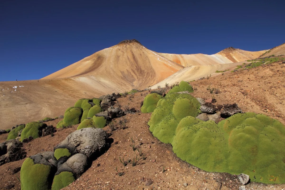 Llareta: The 3000-Year-Old Shrub That Looks Like a Giant Green Blob ...