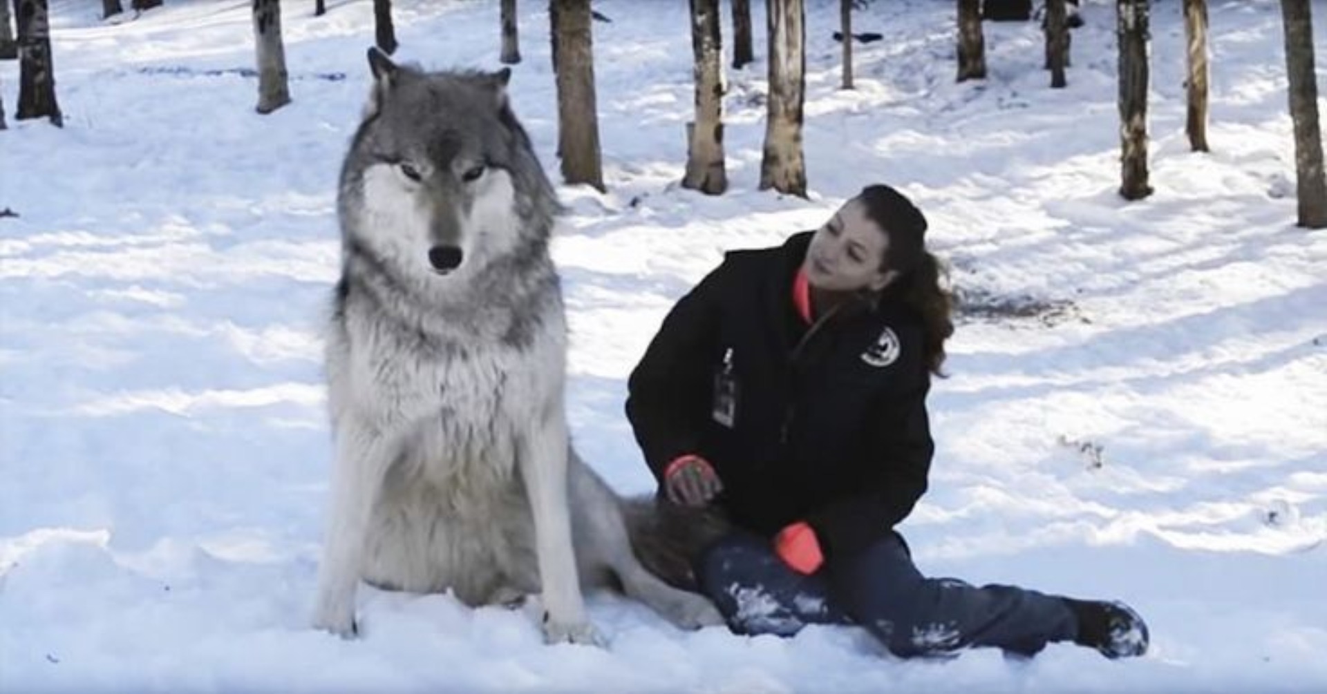 Giant wolf sits down next to this woman, now watch the moment when ...