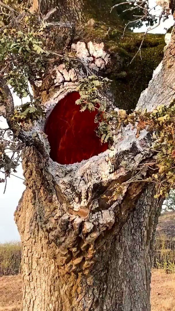 Lightning Strike Leaves Tree Burning From Inside: Astonishing Video ...