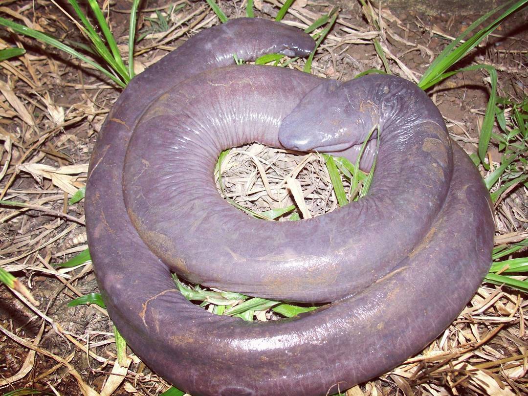 ‘Man-aconda’ stuns the world: Unveiling the astonishing tale of the eye ...