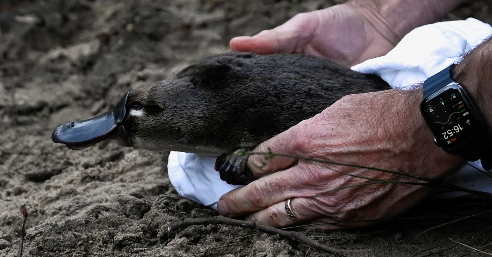 Platypuses Return to Australia's Oldest National Park After 50-Year ...