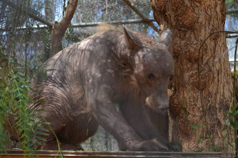 Young black bear with no fur found in dumpster – just look at her ...