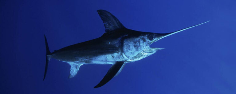 Marine Biologist Shows What A Baby Swordfish Looks Like - Hasan Jasim