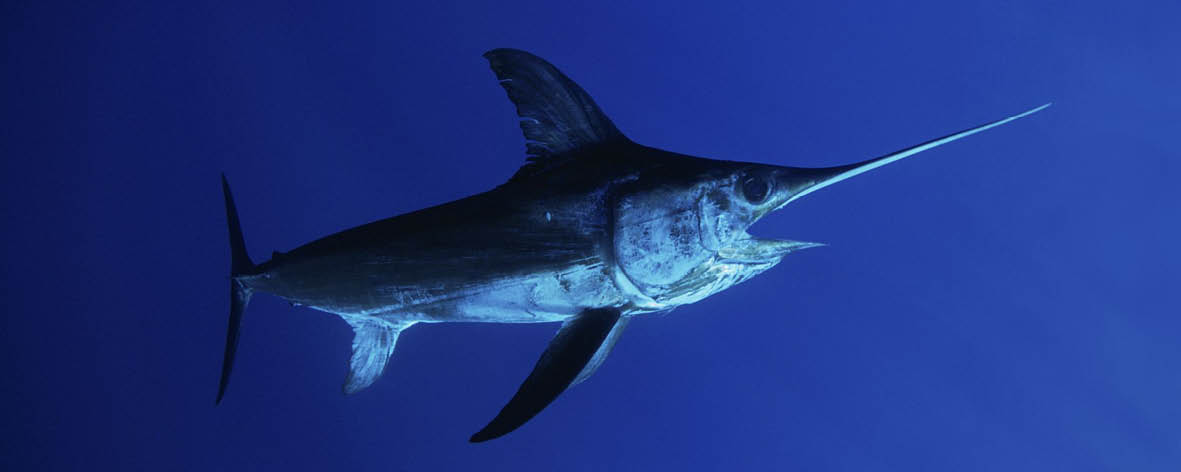Marine Biologist Shows What A Baby Swordfish Looks Like - Hasan Jasim
