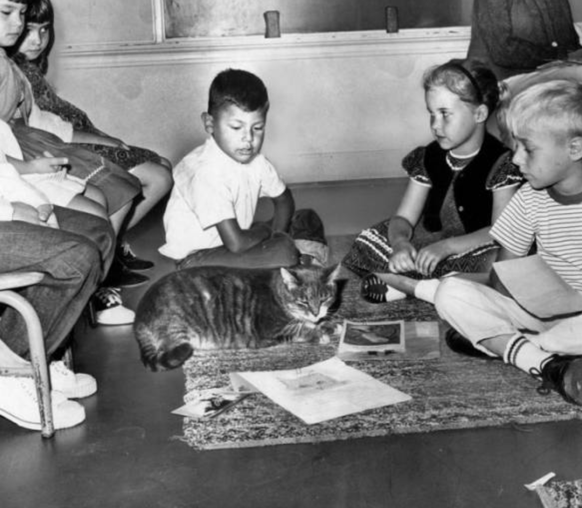 The story of ‘Room 8,’ beloved schoolhouse cat immortalized in ...