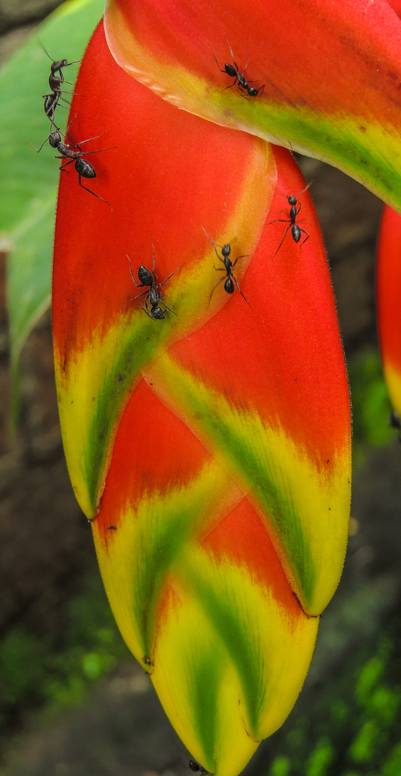 Heliconia Rostrata: The Enchanting Beauty of Hanging Lobster Claw ...